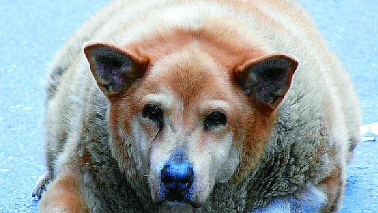 Mascotas obesas:kilos de vida sendentaria