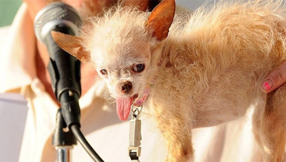 Razas De Perros Feos El Perro Más Feo Del Mundo Es Mezcla De
