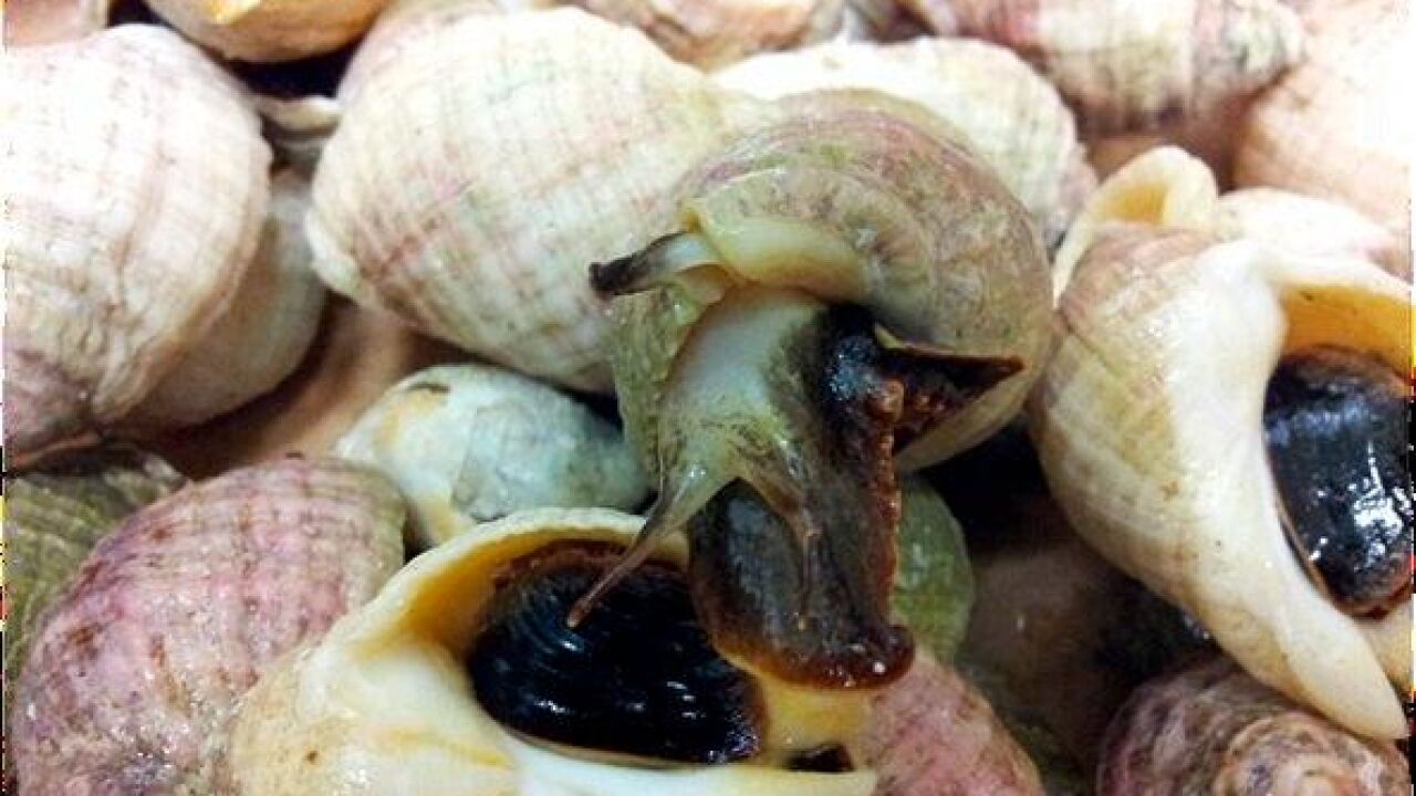 Una pequeña caracola australiana podría tener potencial anticancerígeno