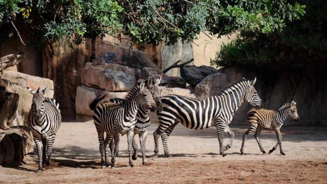 Nace el primer potro de cebra de este año en Bioparc