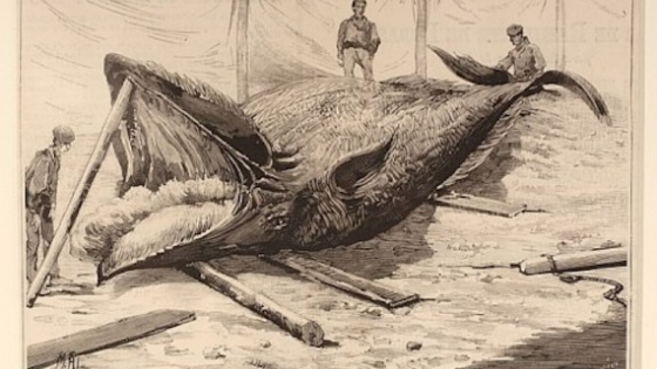 ¿Por qué hasta 2015 era legal matar vascos en Islandia? Así fue la ...