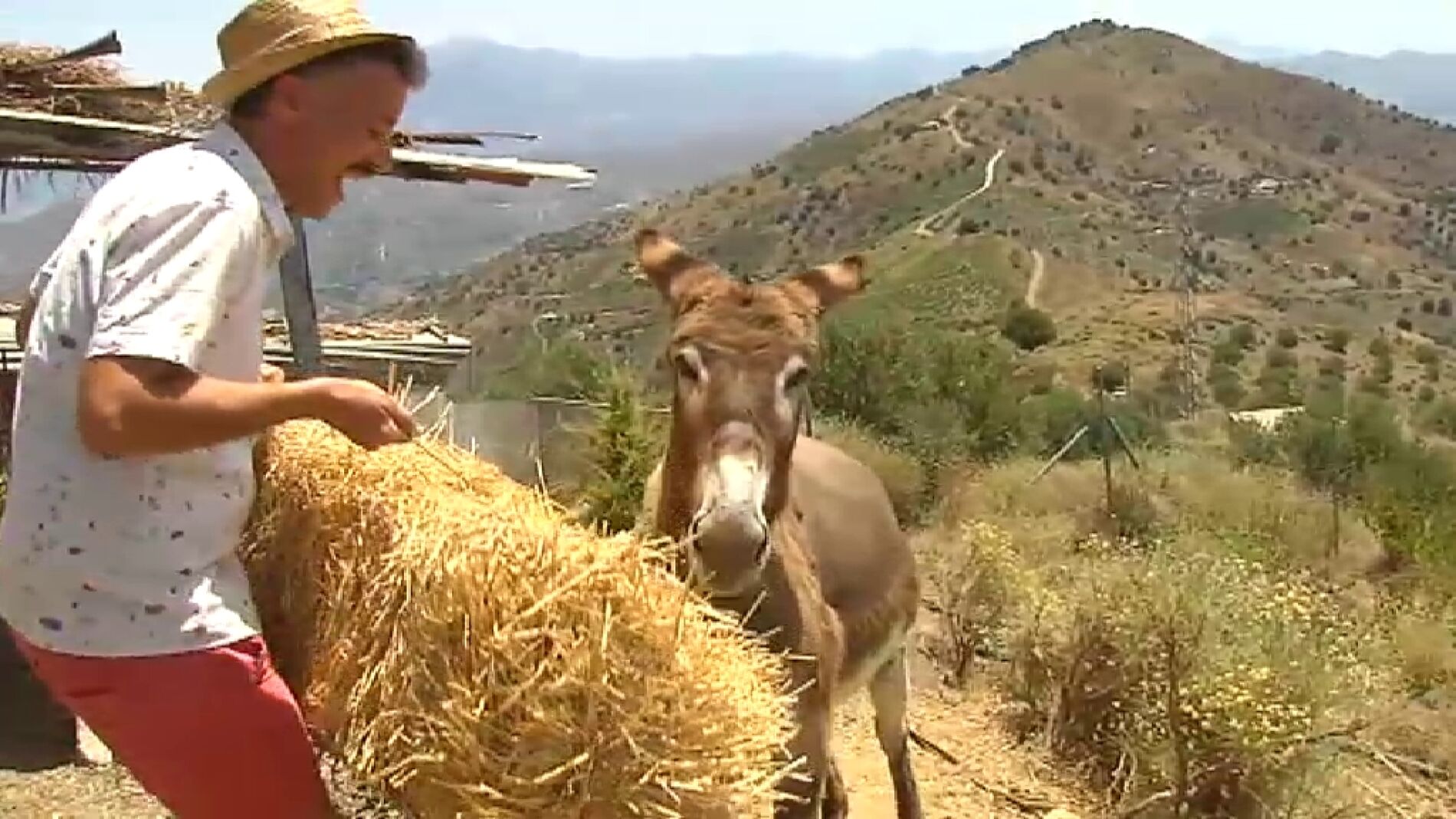 La burra Baldomera se convierte en estrella
