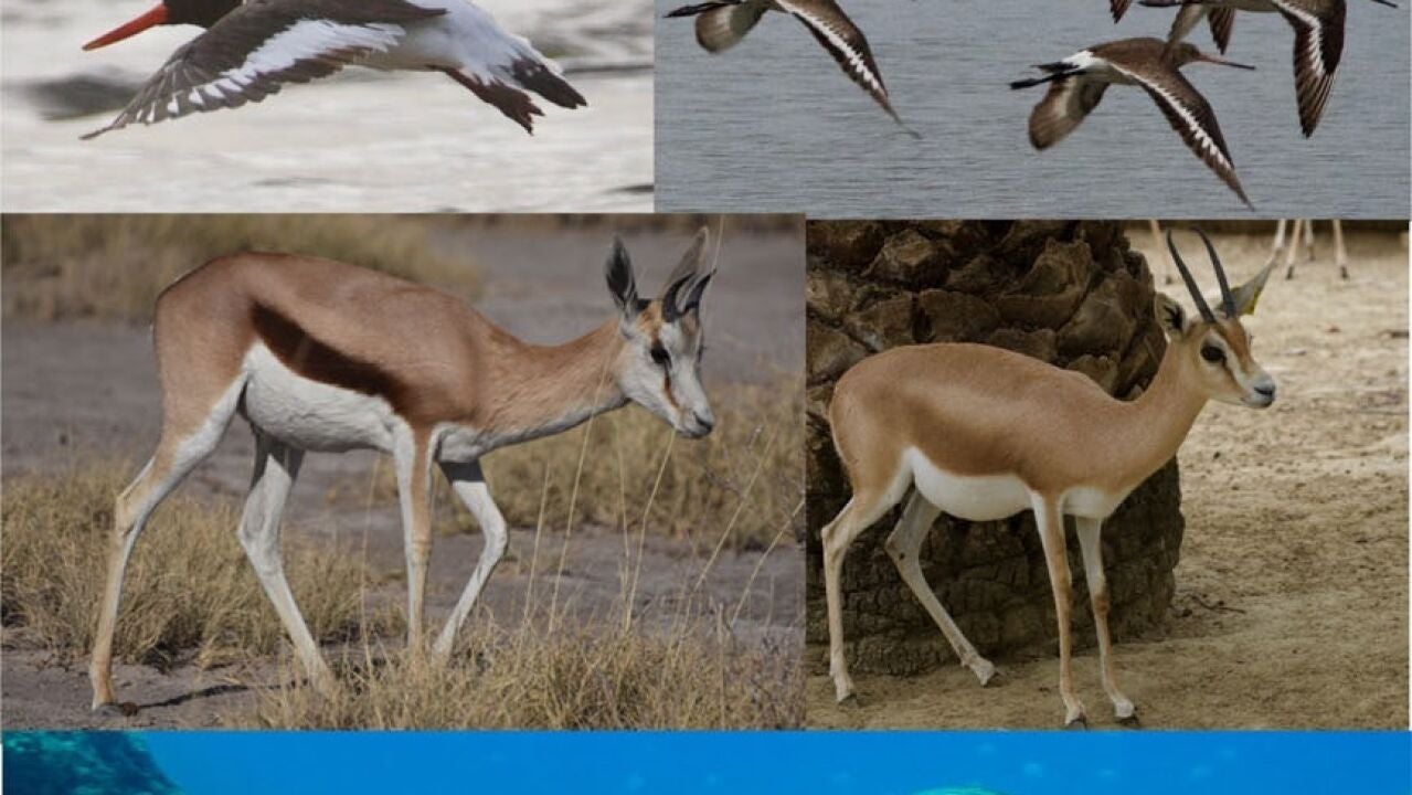 ¿Para qué utilizan las rayas de su cuerpo los animales?