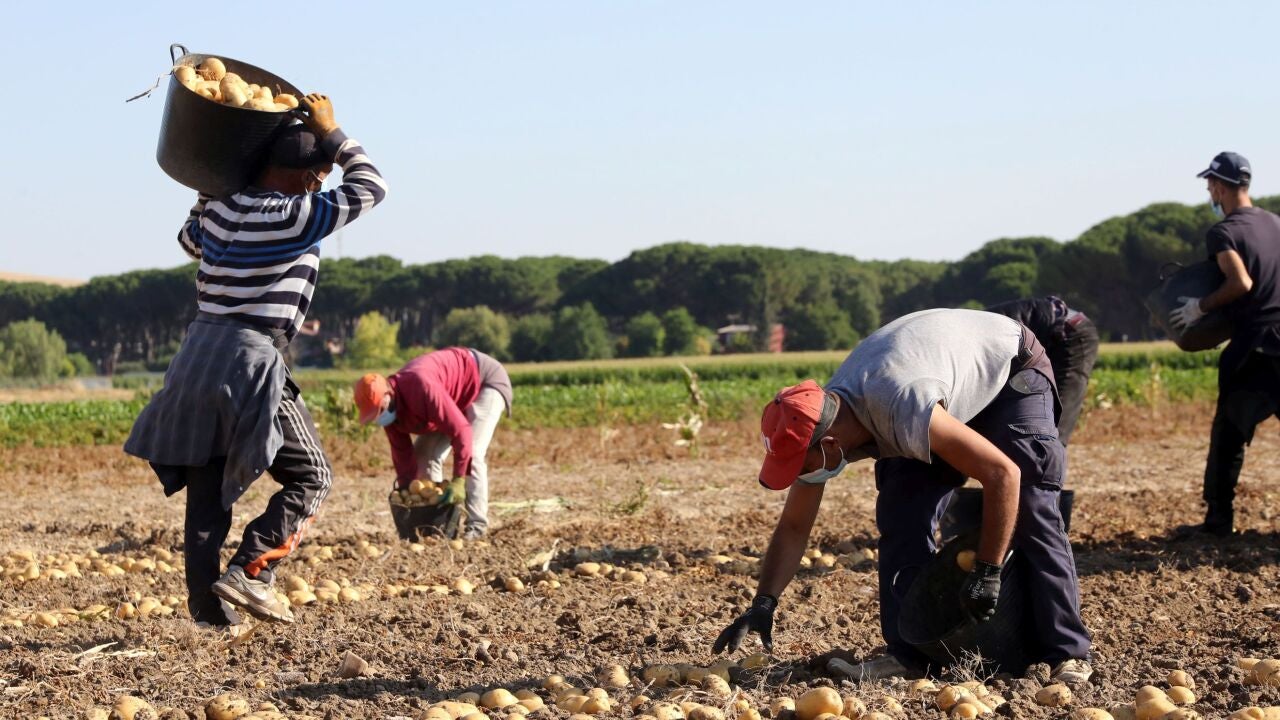 Se quintuplica en el mercado el precio de la patata en relación a lo que se paga al productor