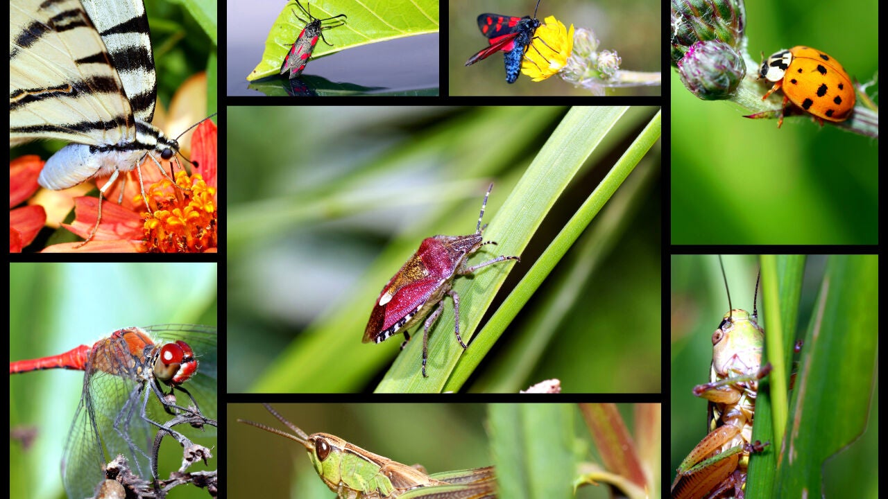 ¿Es posible sobrevivir en un mundo sin insectos?