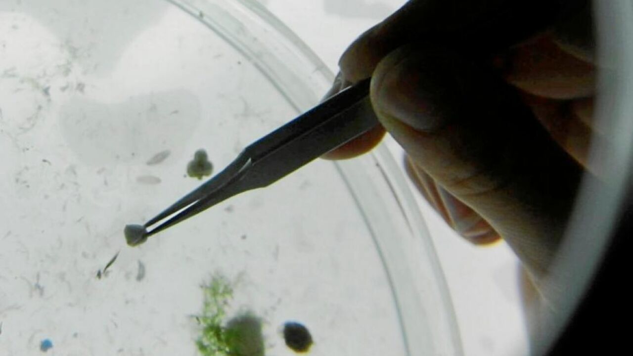 Estos son los alimentos que más microplásticos contienen: los comemos a ...