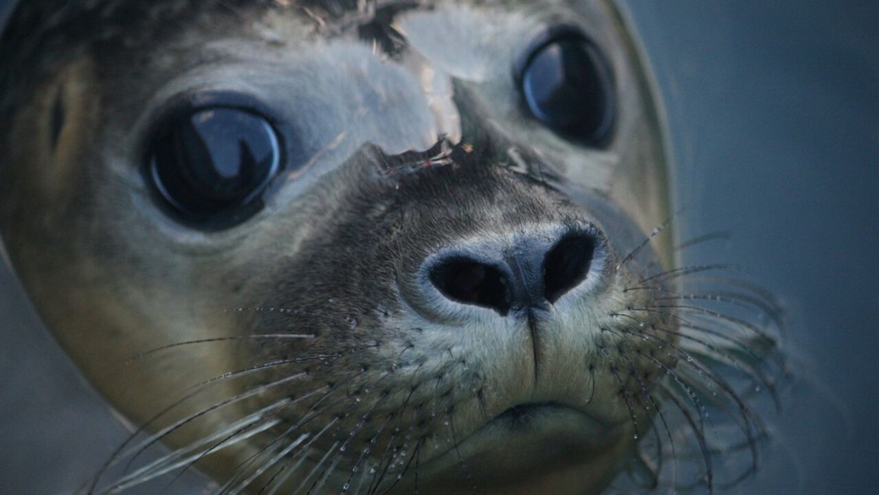 Las crías de foca cantan y estamos aprendiendo cómo