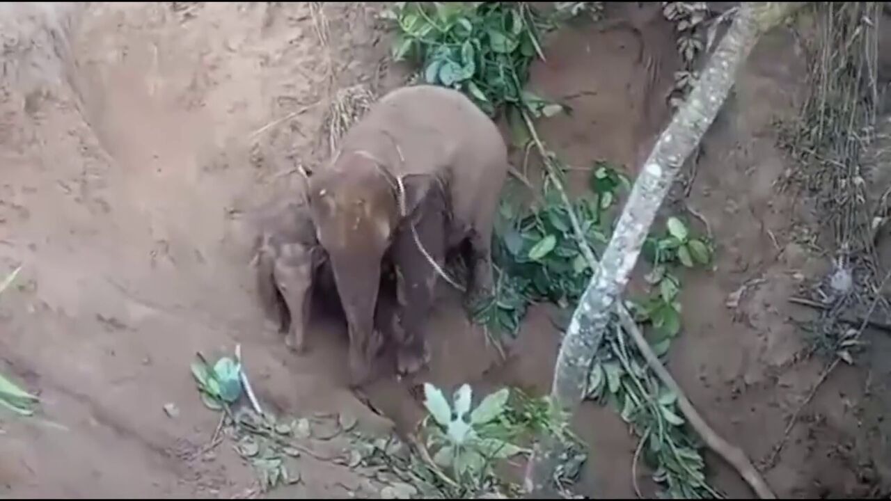 Una elefanta y su cría son rescatadas de un profundo hoyo en Tailandia