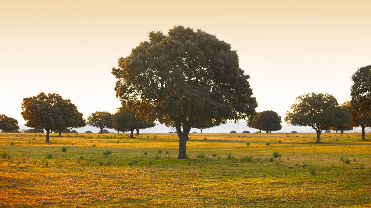 El bosque mediterráneo, protagonista del próximo NatureWatch