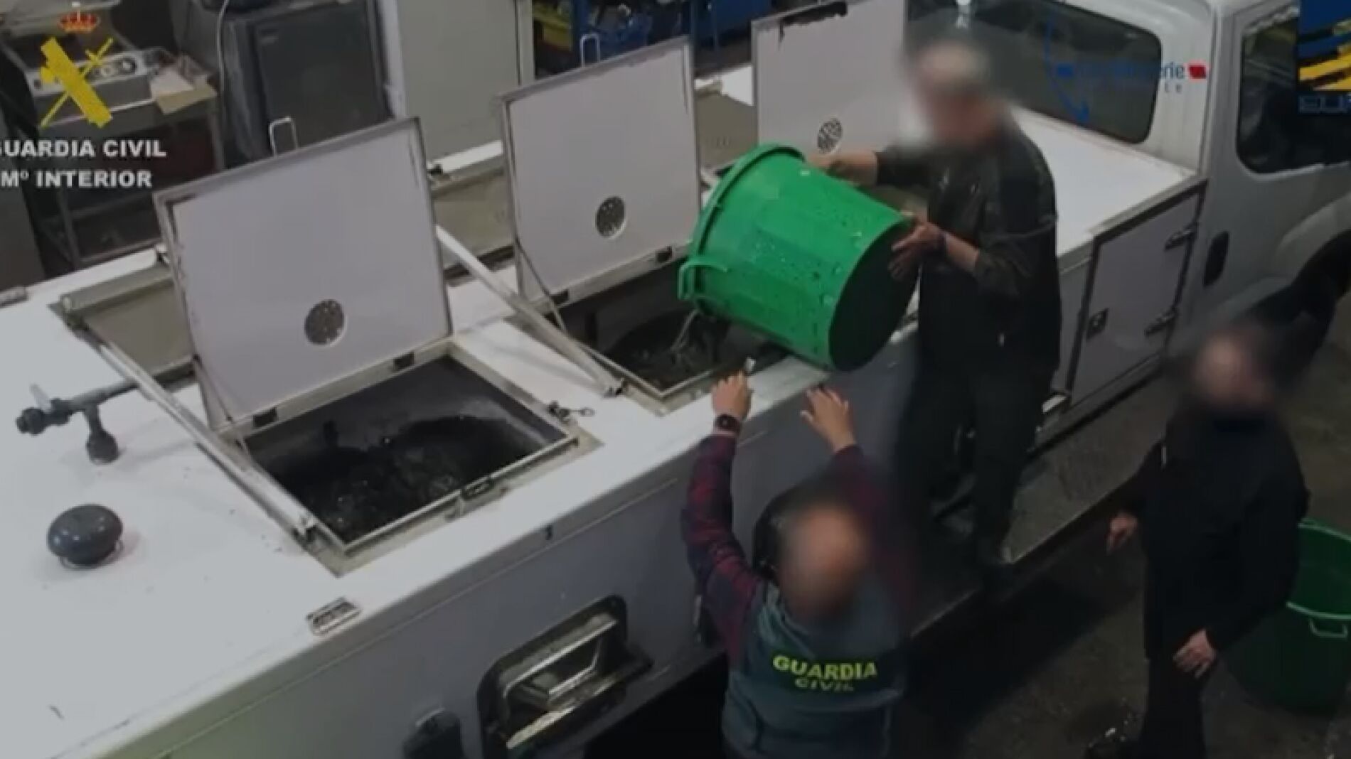 La Guardia Civil intercepta 1,5 toneladas de angulas vivas para el ...