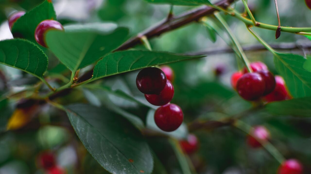 ¿Qué significa la expresión 'caerse de un guindo'? Descubre su origen y ...