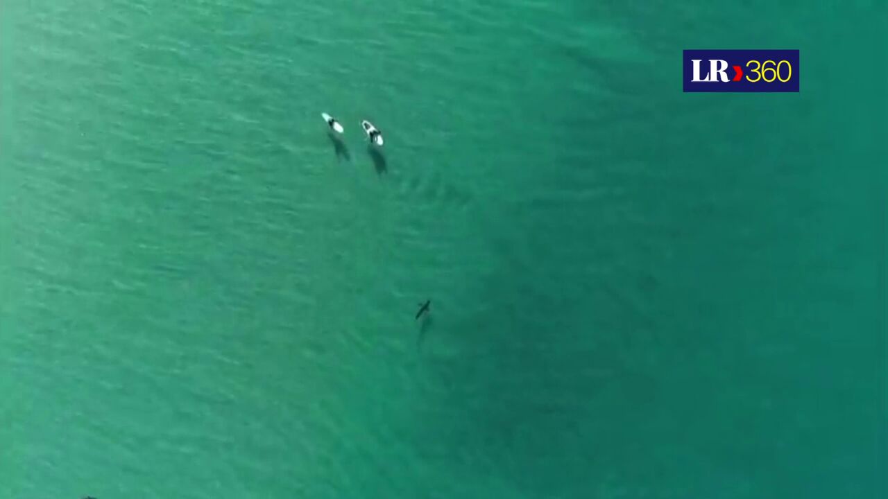 ¿Qué tiburones blancos son los que no atacan al ser humano según un ...
