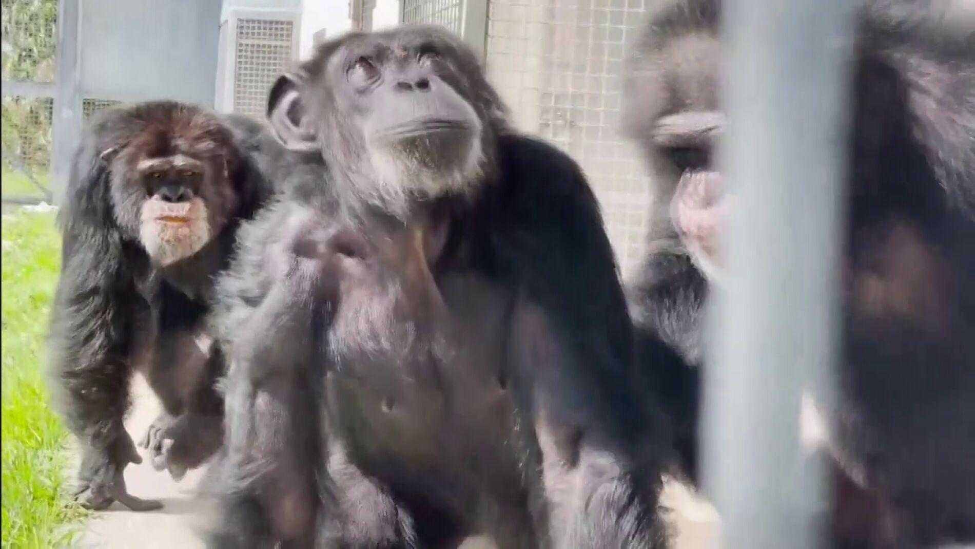 Fascinación y alegría de una chimpancé de 28 años al ver el cielo por ...