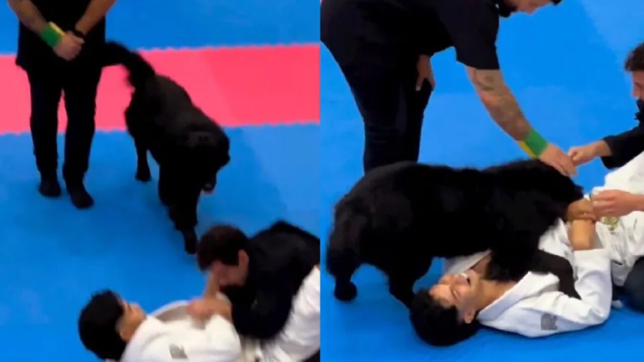 Vídeo: Un perro interrumpe un torneo de jiu-jitsu para proteger a su amo