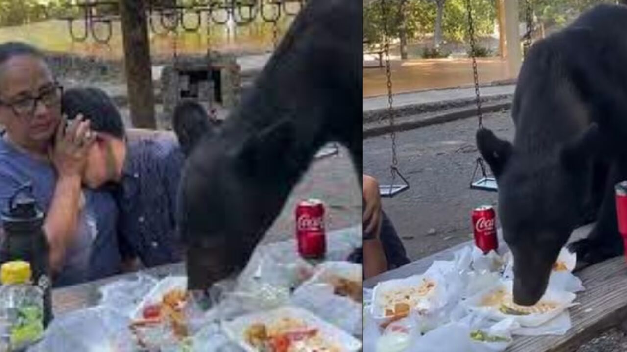 Un oso sorprende a una familia y se come su comida