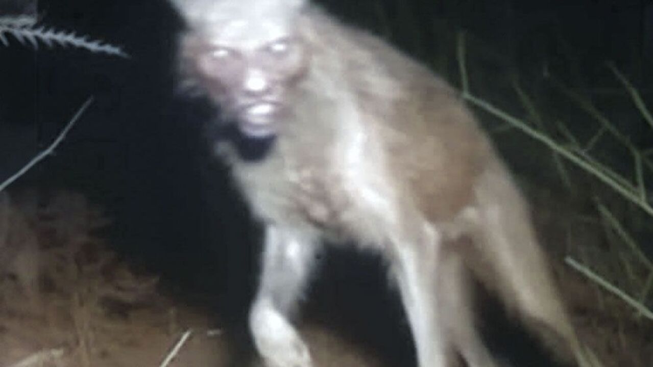 ¿Fotografiaron un nahual en Oaxaca?