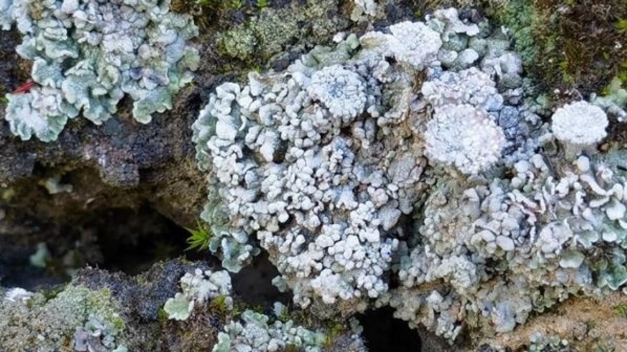 Un estudio del CSIC revela que las costras biológicas ayudan a proteger ...
