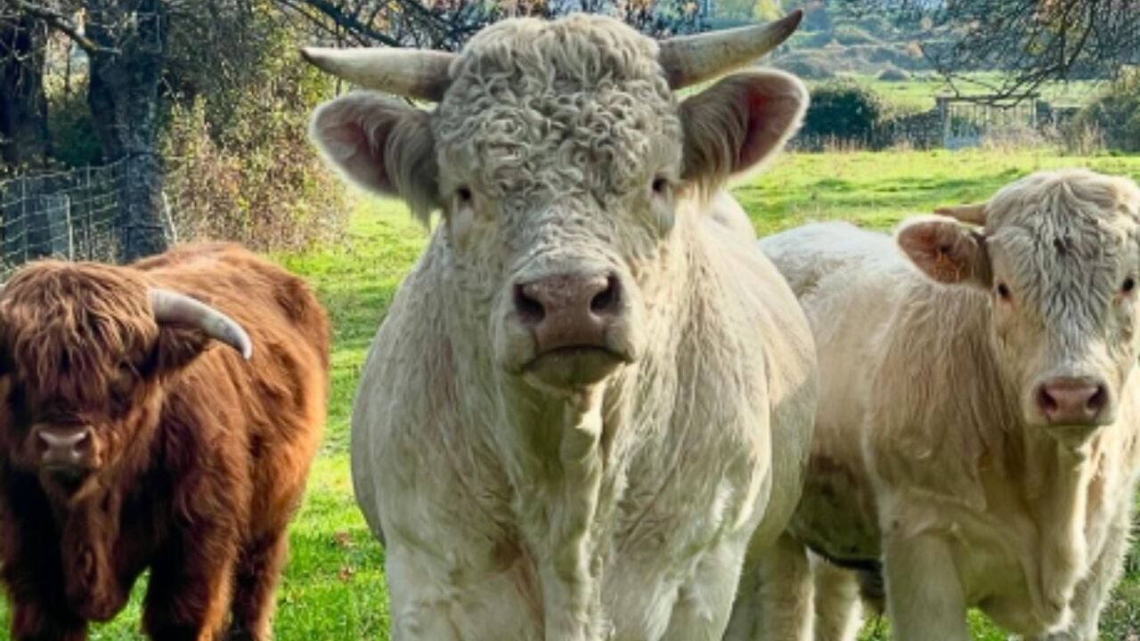 Bokep arinjones following a fortnight of work-related